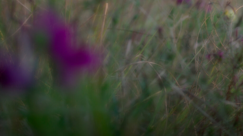 Watch Benji | Netflix Official Site