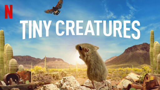 Watch Inside the Mind of a Cat | Netflix Official Site