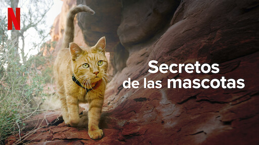En la mente de un gato | Sitio oficial de Netflix