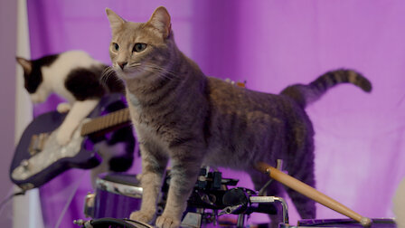 Watch Cat People | Netflix Official Site