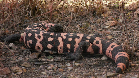 Watch 72 Dangerous Animals: Latin America | Netflix Official Site