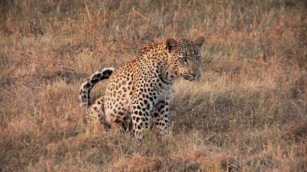 Watch 72 Dangerous Animals: Asia | Netflix Official Site