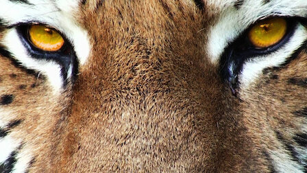 Watch 72 Dangerous Animals: Asia | Netflix Official Site