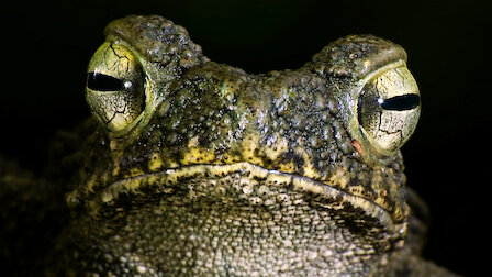 Watch 72 Dangerous Animals: Asia | Netflix Official Site